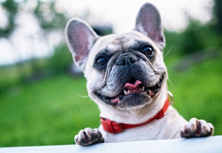 Veterinarian in Abbotsford | SouthFraser Animal Hospital